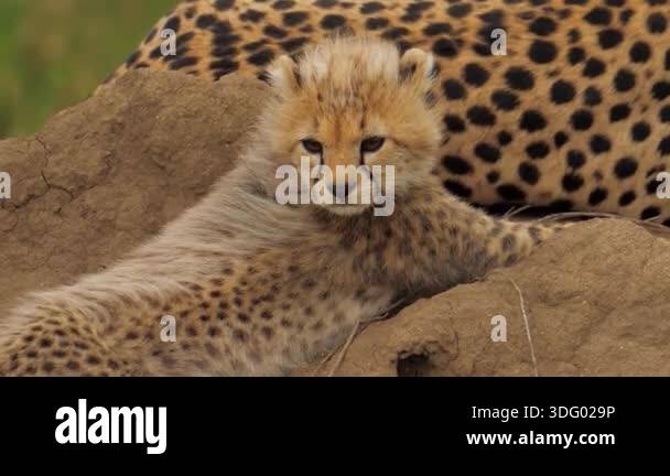 Cute portrait of baby cheetah near mother, learning nature around him ...