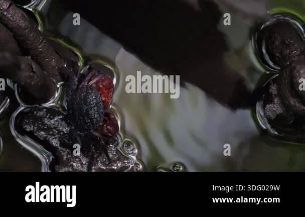 Warty crab or Yellow shore crab Eriphia verrucosa sits at the bottom ...