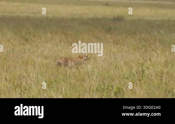 Cheetah strolling in tall grass of african savanna. Wildcat moving ...
