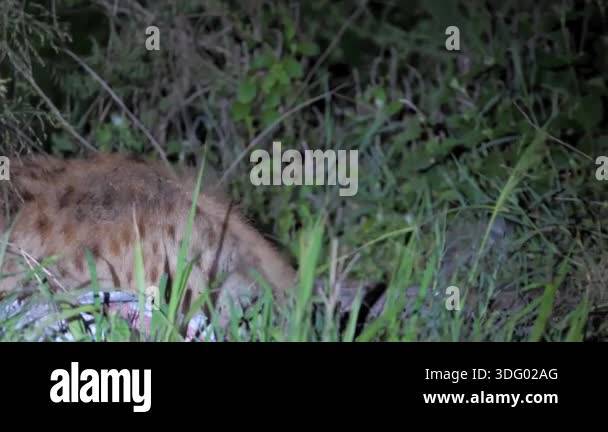 Lone hyena moving slowly through wide african grassfields at dark night ...