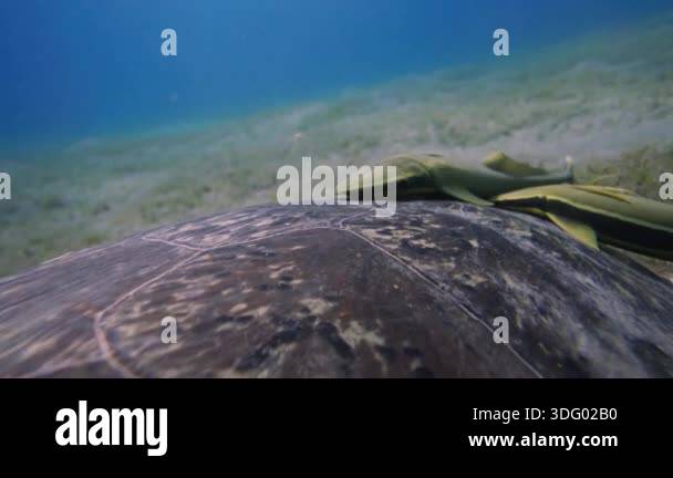 Green turtle with yellow remora swimming over a coral reef. Swimming ...