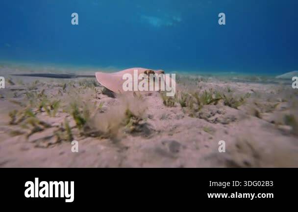 Stingray slowly swim over sandy bottom on blue water background. owtail ...