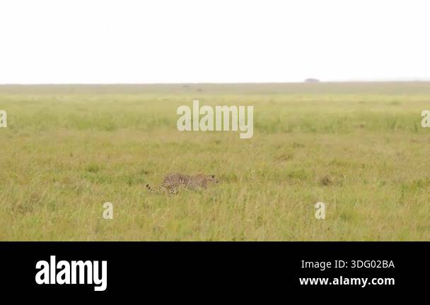 Cheetah strolling in tall grass of african savanna. Wildcat moving ...