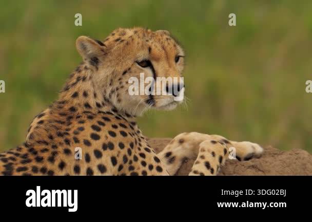 Magnificent close portrait of cheetah watching around estimating ...