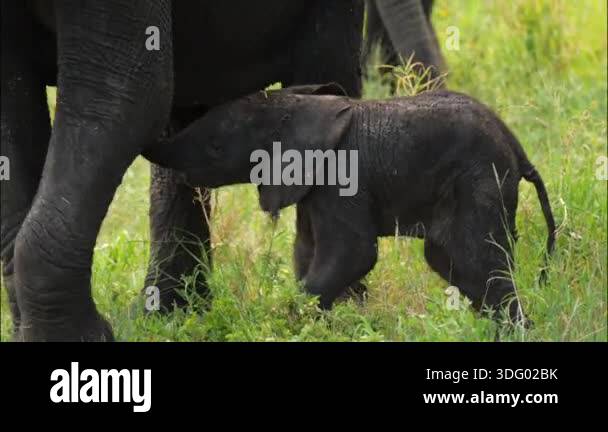 Close up of elephant family with a newborn baby elephant in a National ...