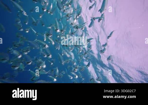 FishBowl of Indian mackerel silversides hiding behind secret rocks ...