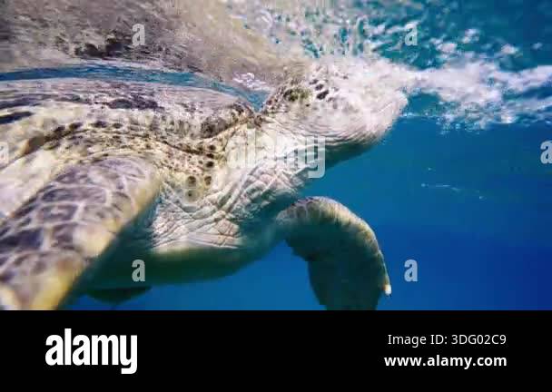 Young Sea turtle swims up in blue water, takes a breath and dives to ...
