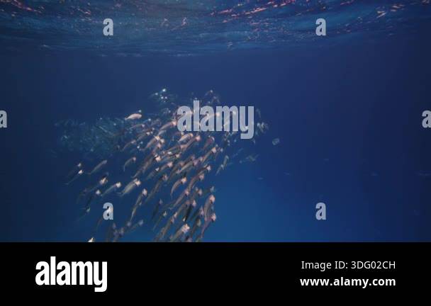 FishBowl of Indian mackerel silversides hiding behind secret rocks ...