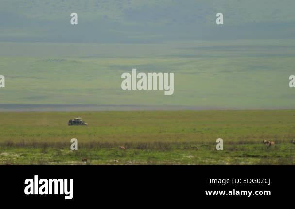 Safari cars and wild animals running through crater meadows in ...