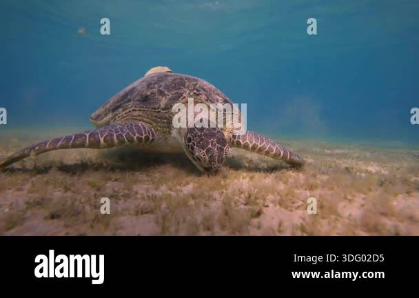 Green turtle with yellow remora under tale swimming over a coral reef ...