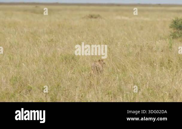 Cheetah strolling in tall grass of african savanna. Wildcat moving ...