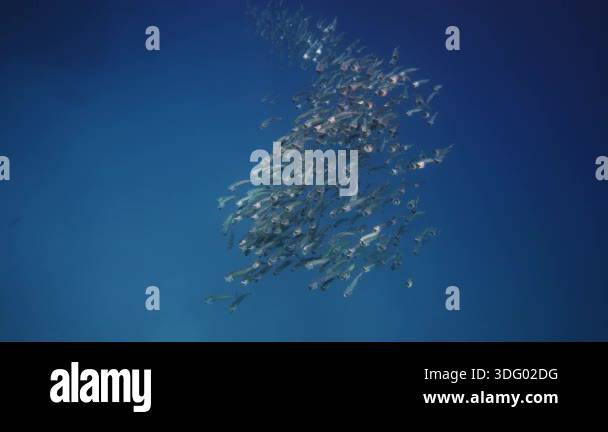 FishBowl of Indian mackerel silversides hiding behind secret rocks ...