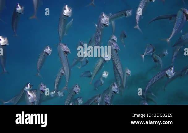 FishBowl of Indian mackerel silversides hiding behind secret rocks ...