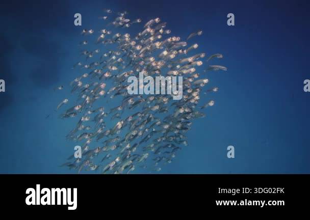 FishBowl of Indian mackerel silversides hiding behind secret rocks ...