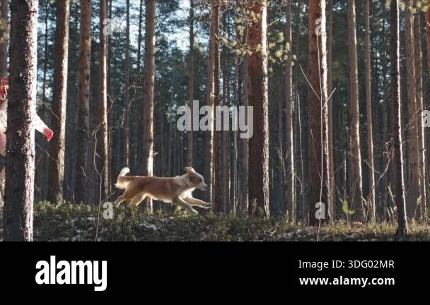 Happy young couple walking in winter forest with their doggy. Xmas ...