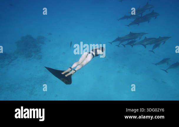 Beautiful young woman swimming underwater with dolphins in pristine ...