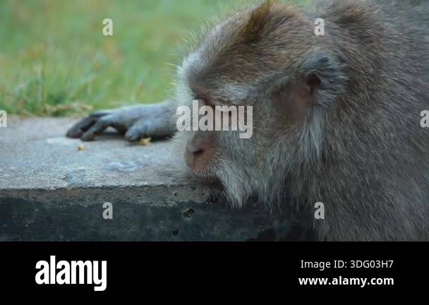 Portrait of cute monkey on branch looking at camera. Cute baby ape ...