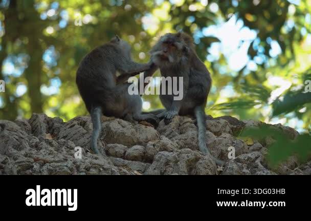 Portrait of cute monkey on branch looking at camera. Cute baby ape ...