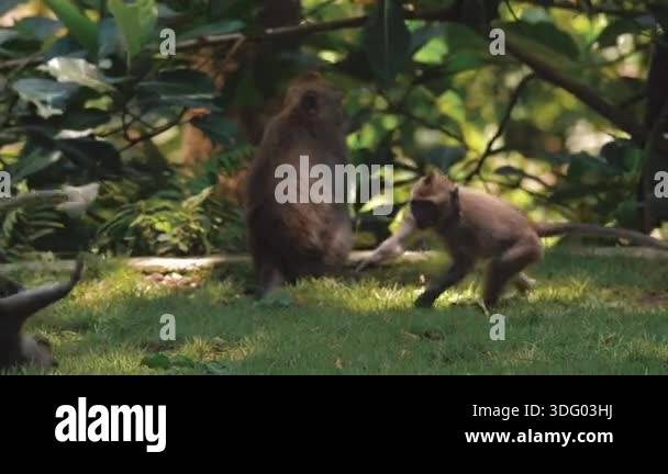 Portrait of cute monkey on branch looking at camera. Cute baby ape ...
