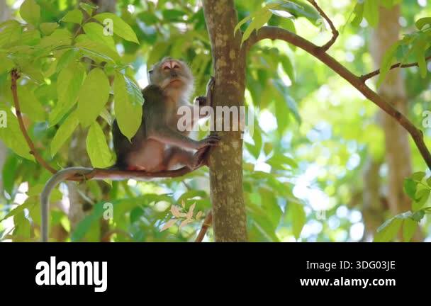 Portrait of cute monkey on branch looking at camera. Cute baby ape ...