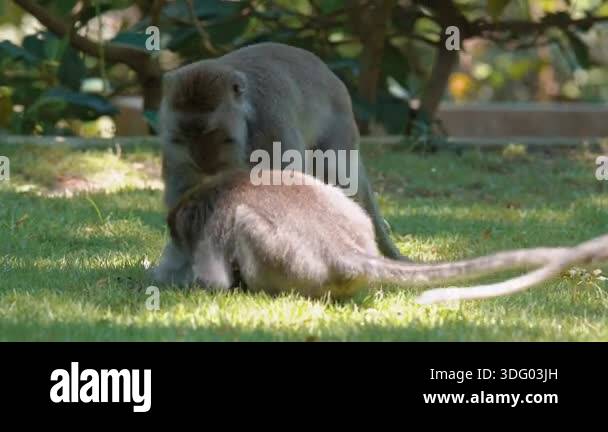 Portrait of cute monkey on branch looking at camera. Cute baby ape ...