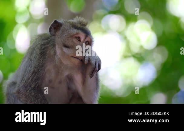 Portrait of cute monkey on branch looking at camera. Cute baby ape ...