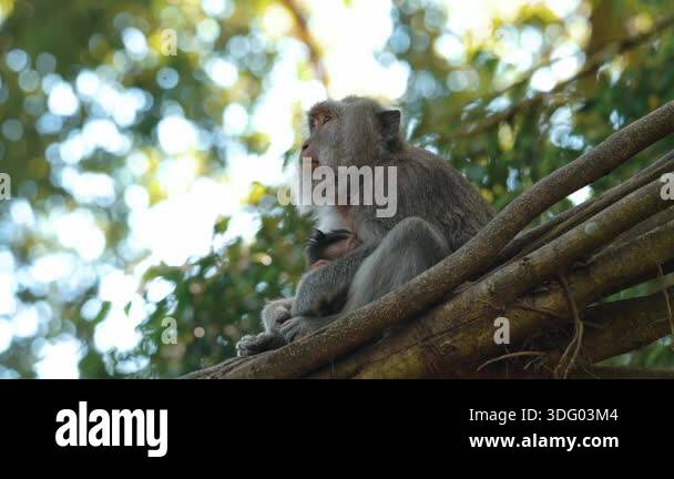 Portrait of cute monkey on branch looking at camera. Cute baby ape ...