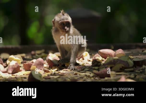 Portrait of cute monkey on branch looking at camera. Cute baby ape ...