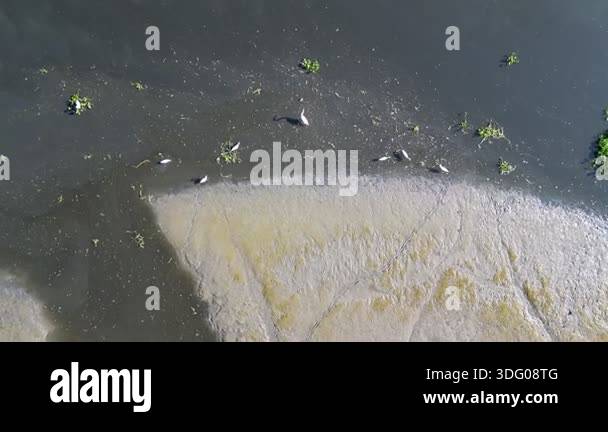 A body of water with a lot of pollution floating on the surface. Egret ...