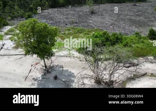 Forest cleared in patches under bright sunlight Stock Video Footage - Alamy