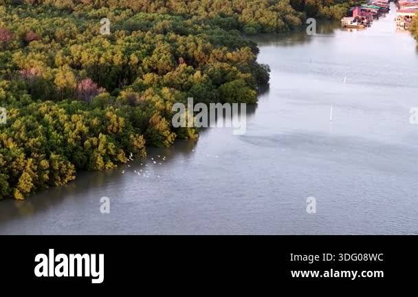 A river and green mangrove trees with white egret birds fly away Stock ...