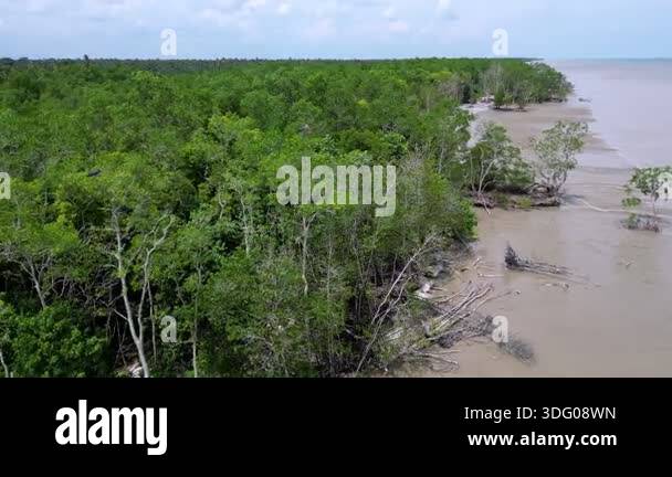 A forest with a beach in the background. The beach is brown and the ...
