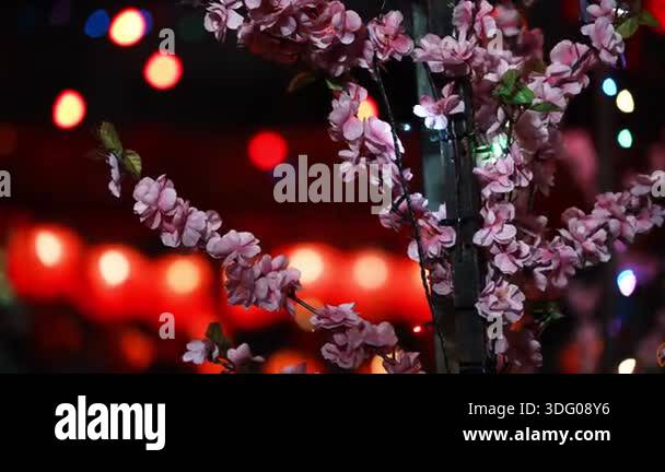 A pink plum blossom with red lights in the background. The tree is lit ...