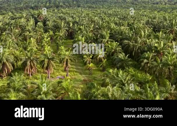 Lush green forest with palm trees. The trees are tall and green, and ...