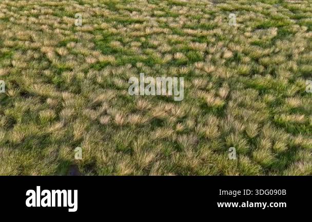 A field of grass with some weeds in it. The grass is brown and the ...