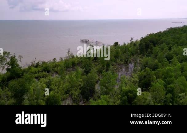 A mangrove forest with a body of water in the background. Aerial view ...