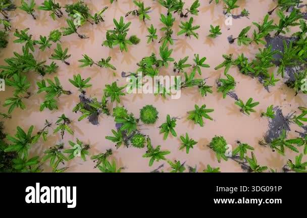 A field of green plants flood. The plants are growing in a swampy area ...