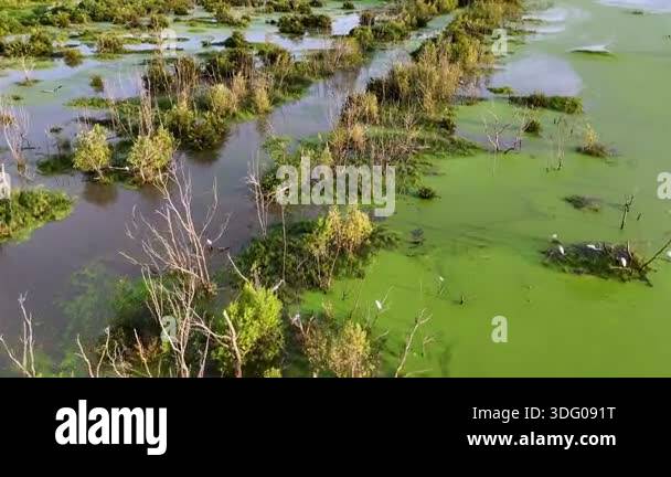 A green body of water with plants and birds. There are some birds in ...