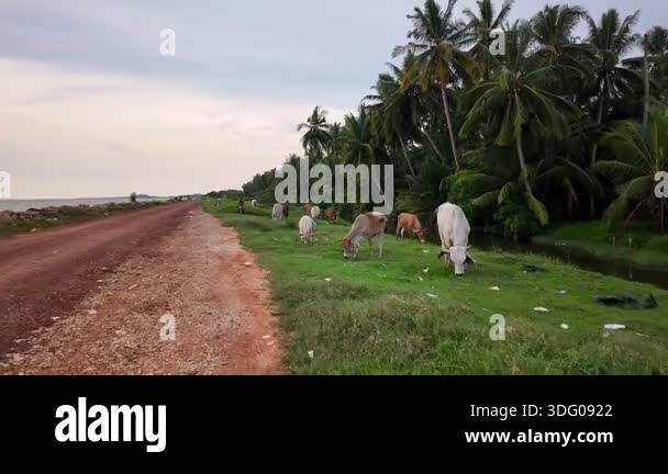 A road with cows and palm trees. The road is dirt and the cows are ...