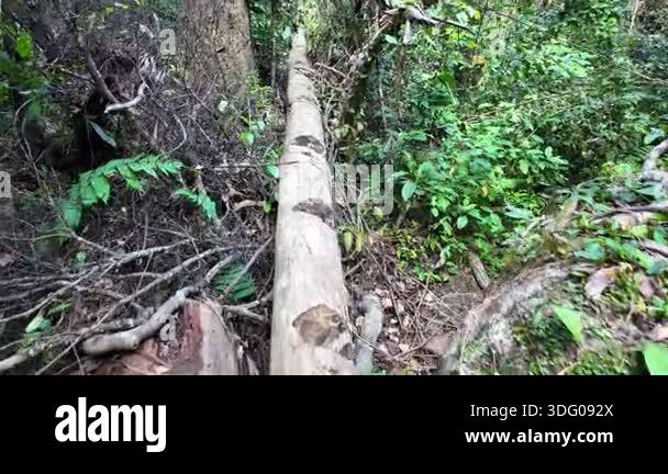 A large log is on the ground in a forest. The log is surrounded by ...
