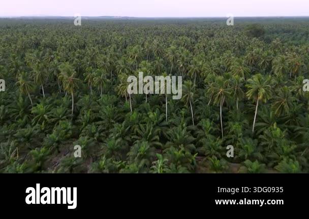 A large field of palm trees. The trees are green and are spread out ...