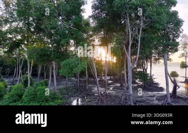 A mangrove forest with trees with back sunlight. The trees are green ...