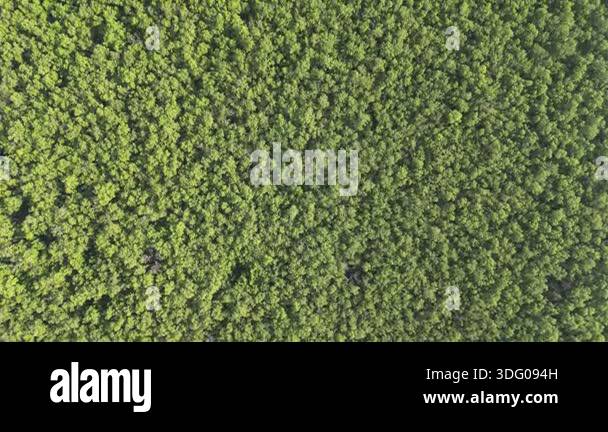 A lush, green mangrove forest filled with trees and bushes Stock Video ...