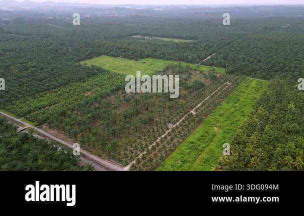 A large oil palm with a road running through it. The road is surrounded ...