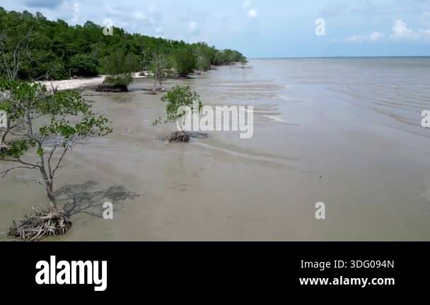 Coastal with mangrove trees growing out of it.. The water is brown and ...
