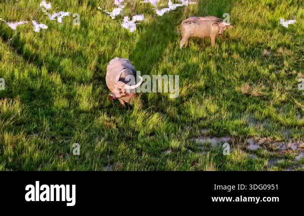 A bufffaloes is eating grass in a field with a flock of birds flying ...
