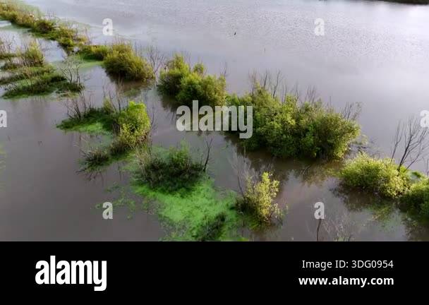 A body of water with plants growing in it. The water is murky and has a ...
