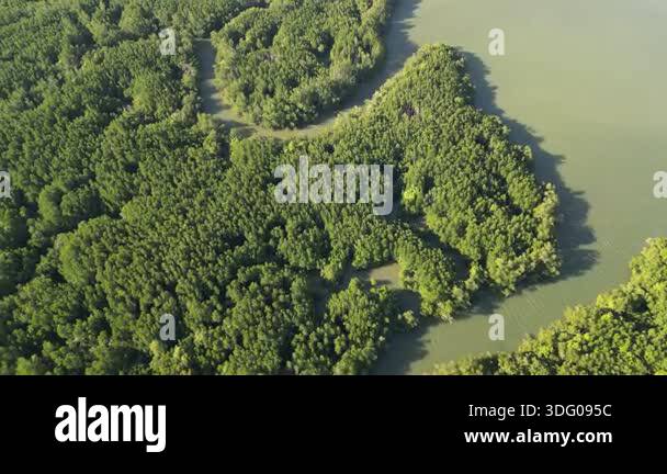 A mangrove forest with a river running through it. Aerial view Kong ...