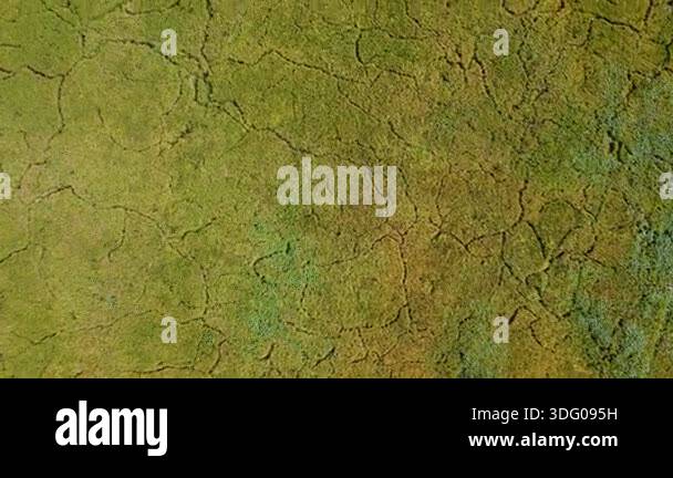 A green paddy field with brown patches. The grass is dry and brown. The ...