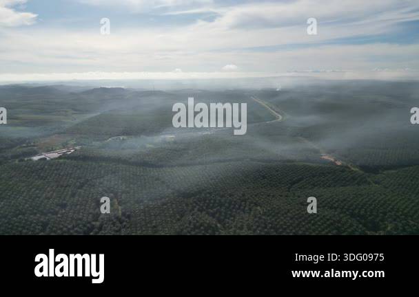 A large cloud of mist is rising from a forest. The smoke is billowing ...